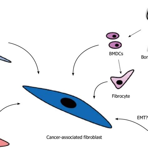 Cellular Sources To Cancer Associated Fibroblasts In Pancreatic Ductal