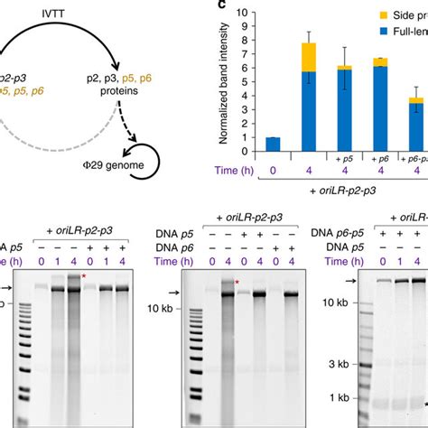 Basic Elements Of The Dna Self Replication Strategy A Flow Of Genetic Download Scientific