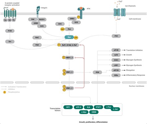 Mapk Signaling Pathway Origene Technologies Inc