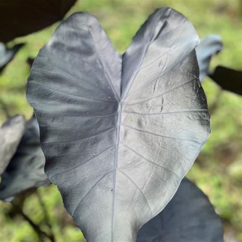 Kit 2 Black Magic Black Coral Konna Coffee Diamond Head 4