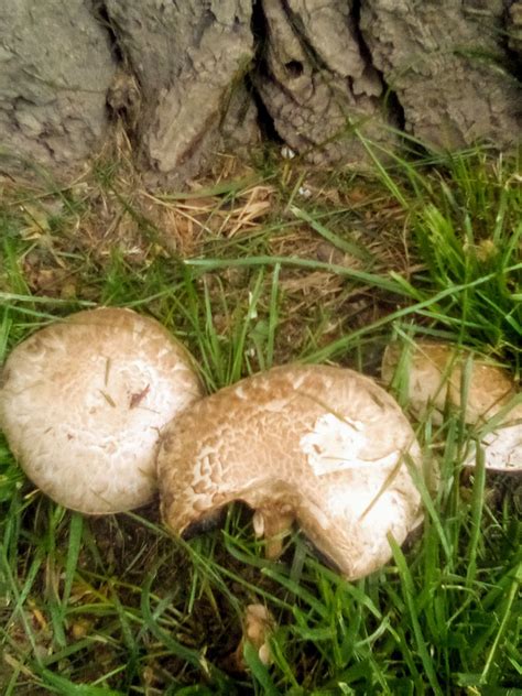 Any Idea What Is This Mushroom Found It At A Park In Budapest Hungary R Whatisthismushroom