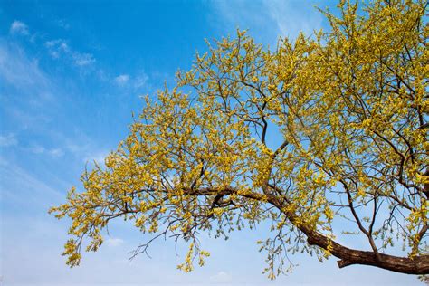 배경에 노란 잎과 푸른 하늘이 있는 나무 사진 Unsplash의 무료 대한민국 경기도 남양주시 조안면 북한강로 물의정원 이미지