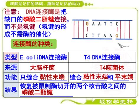 重组DNA技术的基本工具第 课时 共 张PPT 学年高二生物课件人教版 选择必修 世纪教育网