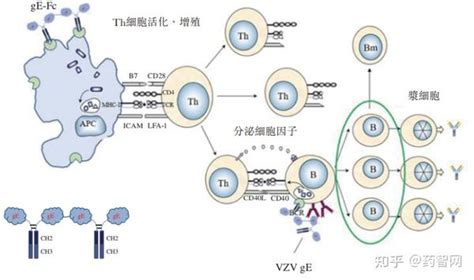 带状疱疹疫苗，能否成为绿竹生物的“星辰大海”？ 知乎