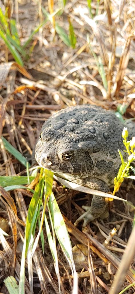 Toads Are Cute Too Raww