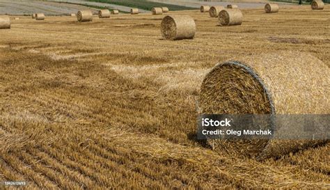 짚 더미 건초 베일 밀 귀 수집 된 농촌 필드의 수확 후 왼쪽 스택으로 압연 가을에 대한 스톡 사진 및 기타 이미지 가을 건조한 건초 식물 Istock