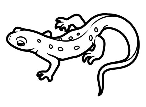 Eastern Newt Coloring Page Free Printable Coloring Pages