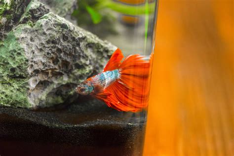 Sick Betta Fish Dropsy