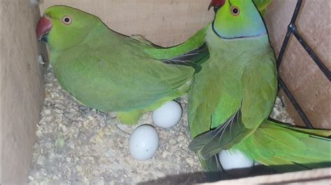 Ringneck Parrot Egg Hatching Green Parrot Egg Hatching Youtube