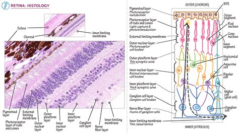 Neurological System Retina Histology Ditki Medical And Biological Sciences