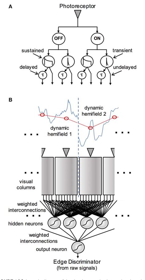 Figure 1 From Neural Network Model For Detection Of Edges Defined By