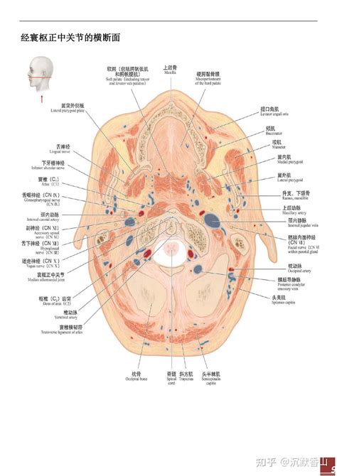 口腔颌面部断面解剖思维导图 知乎