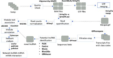 The Overall Workflow Of Lncrna Identification And Weighted Gene Download Scientific Diagram