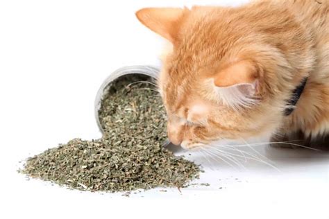 IS CATNIP ADDICTIVE The Catnip Times