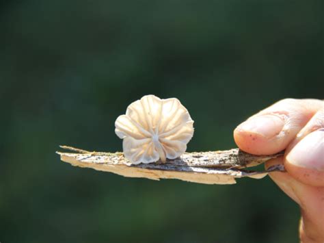 Un acuerdo para la conservación de los hongos Chile y Reino Unido se unen para presentar una