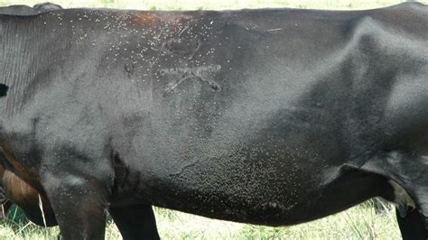 Controlling Horn Flies On Pastured Cattle