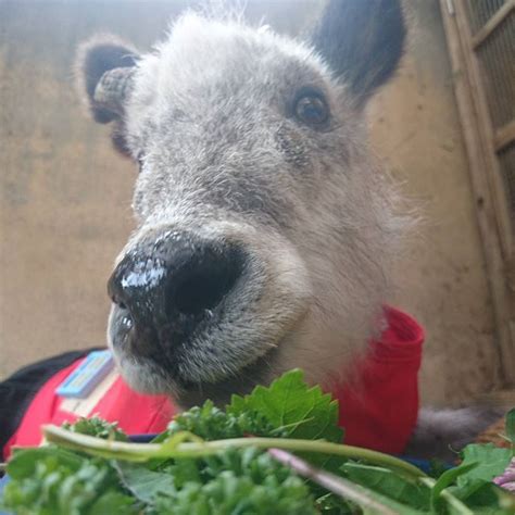 suzakazoo スマイル 須坂市動物園 すざかしどうぶつえん 動物 動物園 長野県 須坂市 臥竜公園 観光 お出かけ