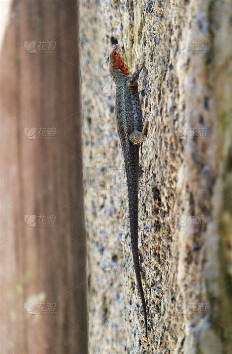 一只红颈蜥蜴坐在墙上