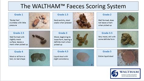 猫咪粪便怎么看？ 知乎