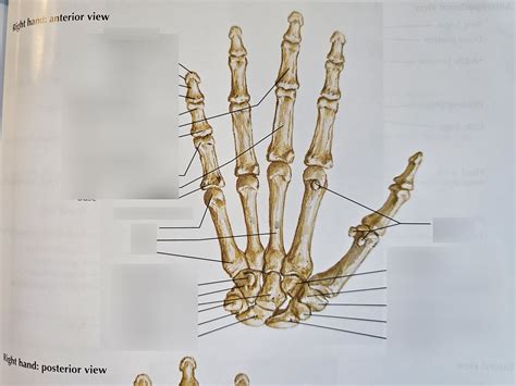Metacarpals Diagram Quizlet