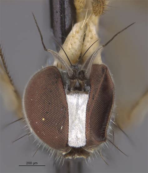 Argyra Angustata Bugguide Net