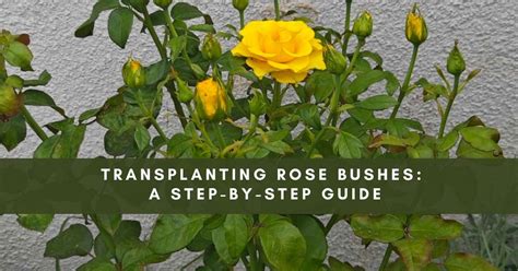 Step By Step Guide To Transplanting Rose Bushes
