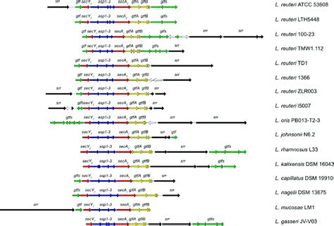 Organization Of The Seca 2 Clusters Identified In Lactobacillus