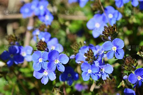漂亮的背景和蓝色的花