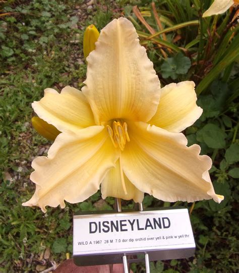 Disneyland Qb Daylily Gardens