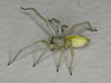Yellow Sac Spider Bite Symptoms