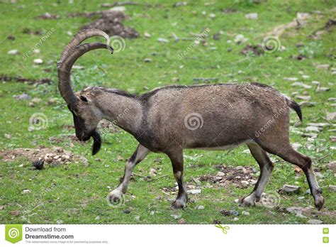 Bezoar Ibex Fictionrulezforever Wiki Fandom