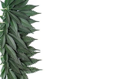 녹색 대마초는 흰색 배경에 고립되어 있습니다 대마초는 마약과 의약품 사이의 대립입니다 Cbd가있는 약용 인디카 성장하는 의료용