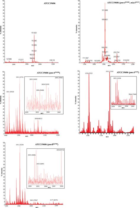 Negative Ion Mode Maldi Tof Ms Mass Spectra Of Lipid A From Download Scientific Diagram