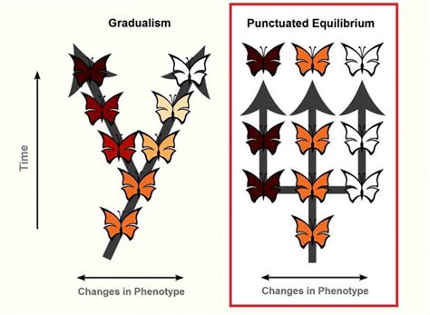 Punctuated Equilibrium Definition And Examples Biology Dictionary