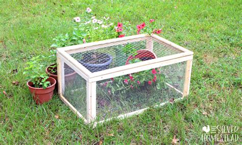 Natural Coturnix Quail Keeping Silver Homestead