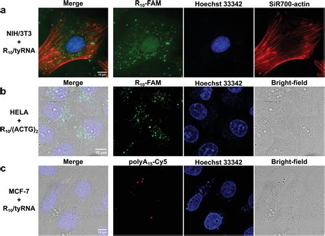 Structure‐property Relationships Governing Membrane‐penetrating Behaviour Of Complex Coacervates