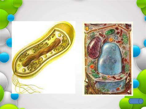 Формирование познавательных УУД на уроках биологии презентация онлайн