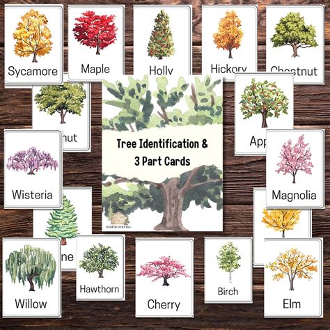 Tree Identification Cards FTL Of Homebabeing