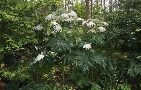 Giant Hogweed Cow Parsnip Identification