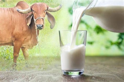 A2 Pure Gir Cow Milk Manufacturer Supplier From Gir Somnath