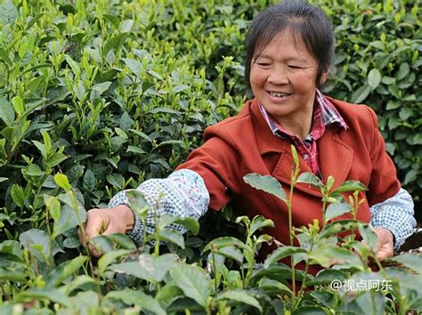 镇巴大山深处藏着个中国最美茶园 茶香惹人醉