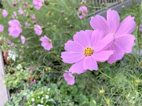 森みちこさんの写真 秋桜ゆれて 快適生活倶楽部