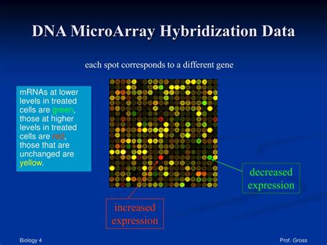 Ppt Dna Microarrays Powerpoint Presentation Free Download Id 3696534