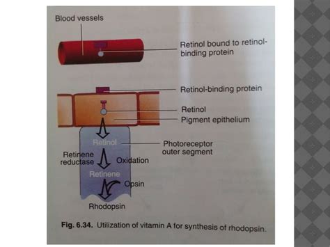 Rhodopsin Cycle Ppt