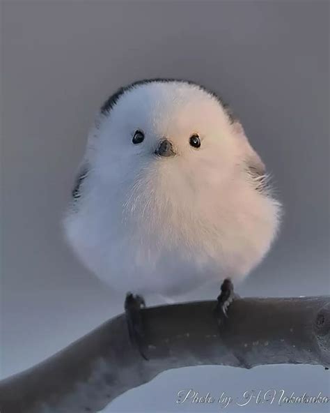 Pajarito De Algodón O Shima Enaga Es Un Mito De Cola Larga Endémico