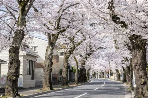 松戸50回目の開催常盤平さくらまつり2024年情報3月30日31日まちっと柏