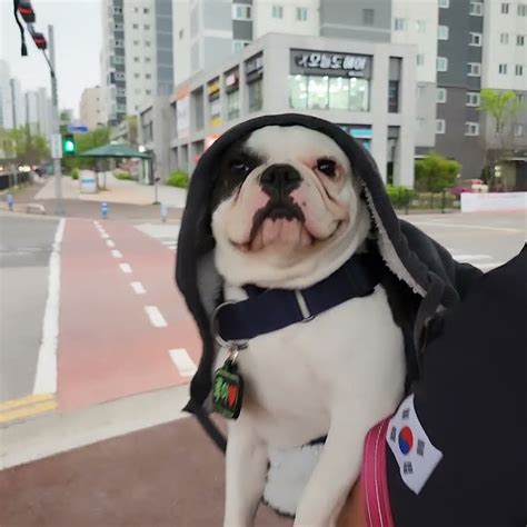 비온다고 루이 안고 빠른걸음의 아부지 개부럽 프렌치불독 보스턴테리어 Youtube
