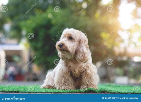 Happy Cockapoo Dog Sit On Green Grass Stock Image Image Of Animal