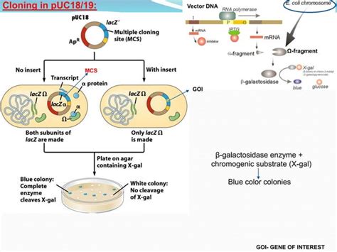 Lecture On Puc18 Vector Pdf