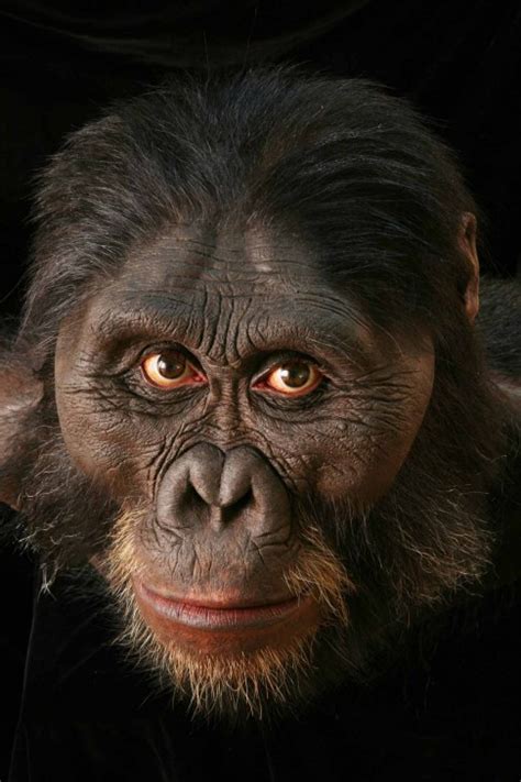 Smithsonian Insider Australopithecus Afarensis Smithsonian Insider